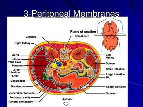Ppt Types Of Membranes 1 Epithelial Membranes 2 Connective Tissue