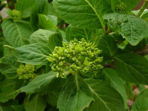 Flat Bottom Flowers Hydrangea Heaven