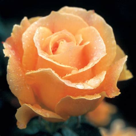 Easy Going Rose Floribunda Roses Jackson And Perkins