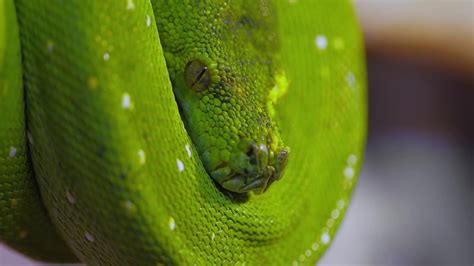 The Green Tree Python Morelia Viridis Is A Species Of Snake In The