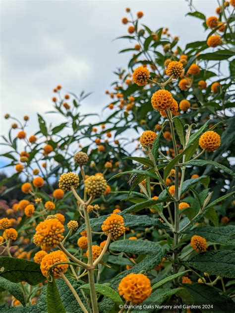 Buddleia Globosa Chilean Orange Ball Tree Dancing Oaks Nursery And