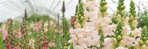 Snapdragon Groups Explained Johnny S Selected Seeds