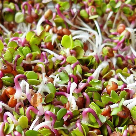 How To Grow Radish Sprouts The Wonderful World Of Sprouts