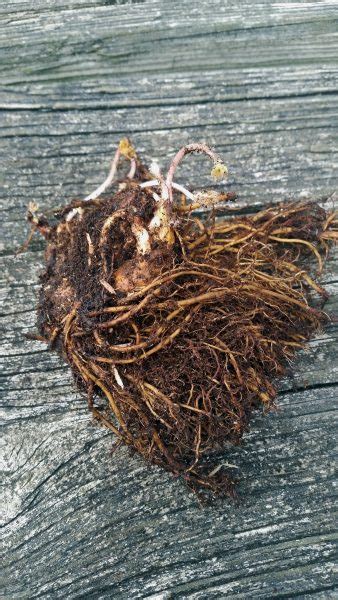 Astilbe Bare Root Planting Guide