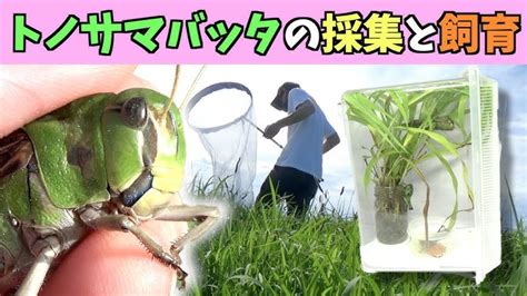 バッタのえさはの検索結果 Yahoo きっず検索