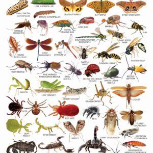 Insect