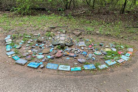 Turtle Display