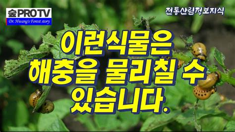 해충을 물리치는 민속식물 23종 Youtube