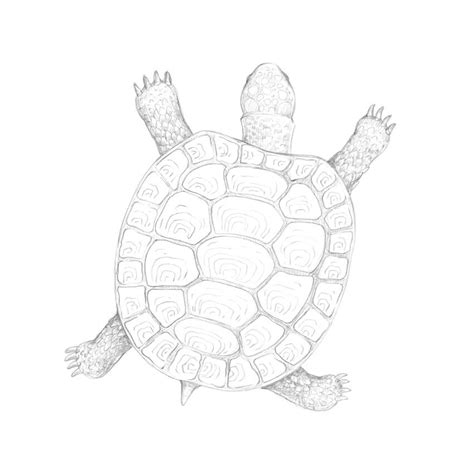 Turtle Shell Pattern Drawing At GetDrawings Free Download