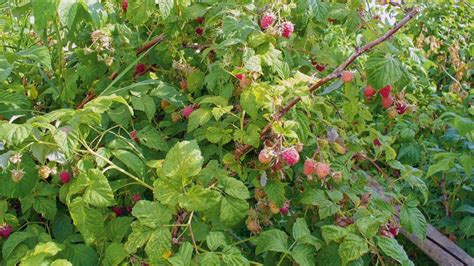 Himbeeren Im Garten Pflanzen Tipps Zur Pflege Zum Schneiden Und Zum