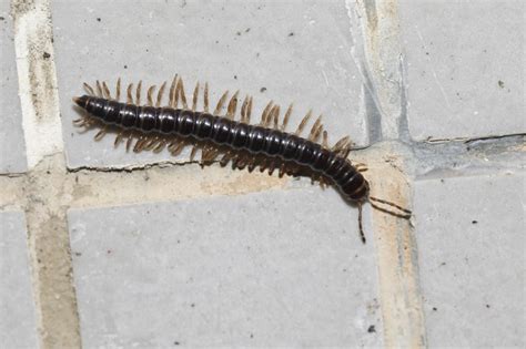 実は益虫？ 見た目で嫌われがちなヤスデの生態や対策 ウェザーニュース