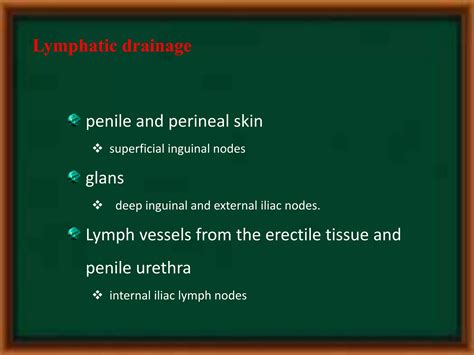 Penile Anatomy Pptx