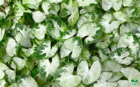 Syngonium Pixie Species Profile And Care Guide Plant Index