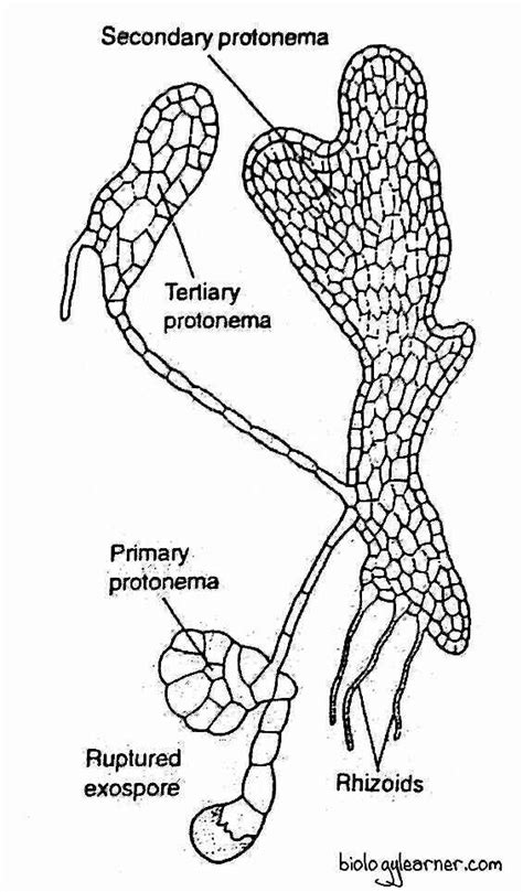 Moss Protonema Labeled Moss Protonema Wm Microscope Slide