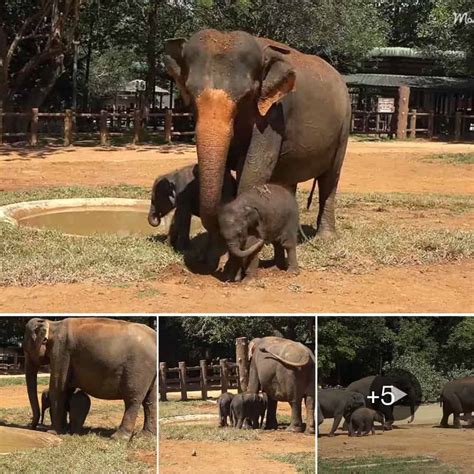 Meet The Adorable Twin Elephants At Pinnawala Mimicking Moms Every Move