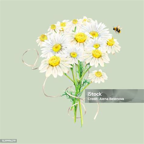 카모마일 꽃다발 꿀벌 하얀 종이 리본 세트가 손으로 그렸다 연한 녹색 배경에 고립된 섬세한 꽃들의 수채화 꽃 그림 초원 야생화는 섬유 인쇄 로고 엽서 디자인 및 초대장을