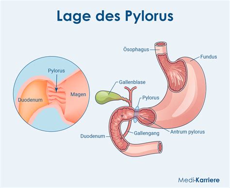 Pylorus Histologie Funktion Klinik