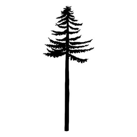 High Quality Tall Pine Tree Vector For Design And Branding