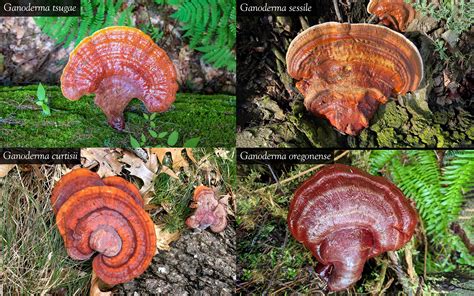 Ganoderma Tsugae Hemlock Reishi Fungiwoman