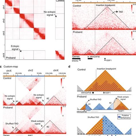 Formation Of A Novel Chromatin Domain In The Proband Hi C A Hi C Map Download Scientific