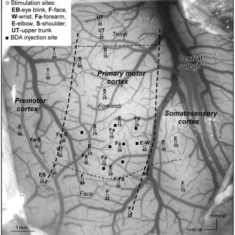 Functional Map Of The Primary Motor Cortex M1 Used To Guide Bda Download Scientific Diagram