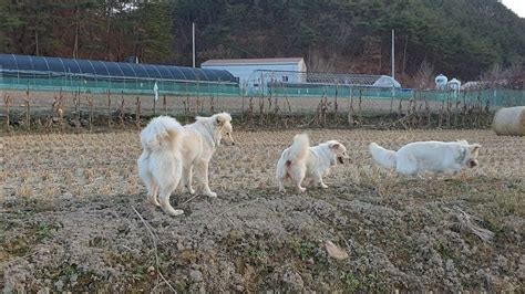 시골 강아지 가족과 고양이🐈‍⬛ Youtube