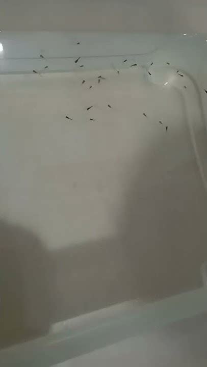 بچه ماهی گوپی 🐠🐟 Youtube