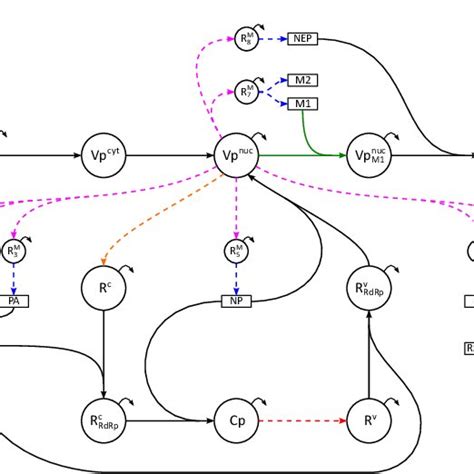 Basic Scheme Of The Single Cell Kinetics With Affected Reaction Steps