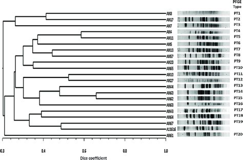 Dendrogram Of 24 Acinetobacter Haemolyticus Isolates Isolates Showing