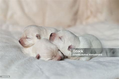 하얀 담요에 갓 태어난 강아지 웨스트 하이랜드 화이트 테리어 0명에 대한 스톡 사진 및 기타 이미지 0명 갈고리 발톱 강아지 유치원 Istock