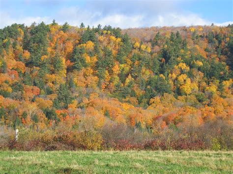 Mixed Forest Ritalianlearning