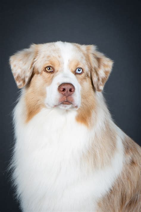 Les Couleurs Du Berger Australien Cfba