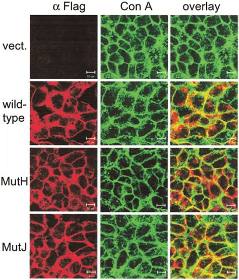 cellular localization of tlr2 mutant constructs upon overexpression in