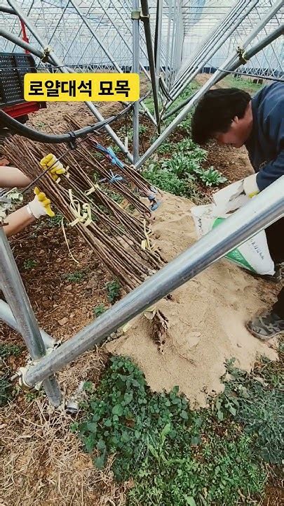 로얄대석 묘목 심기 아빠와아들 화분작업 바우농원 아기댕댕이 Youtube