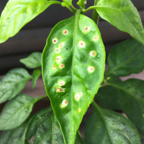 Management Of Bacterial Leaf Spot In Chillipeppers Symptoms