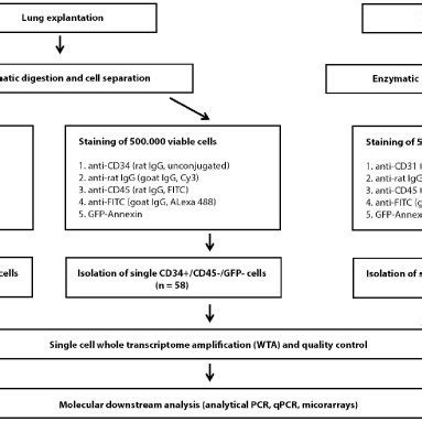 Simplified Schematic Overview On The Workflow Of Single Cell Isolation Download Scientific