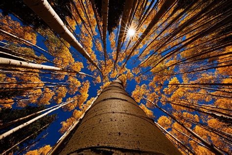 Grow A Treemap With Python And Plotly Express