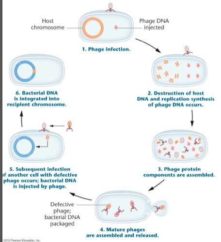 Dna Replication Flashcards Quizlet