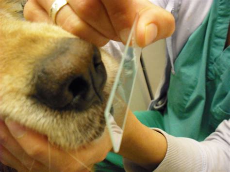 What Is A Biopsy On A Dog