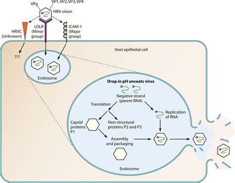 Rhinovirus Life Cycle