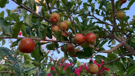 Abel Bergnaum Los Angeles Ca