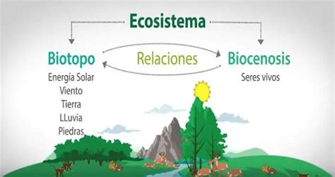 Que Es Un Ecosistema Y Cuales Son Sus Principales Ecosistemas