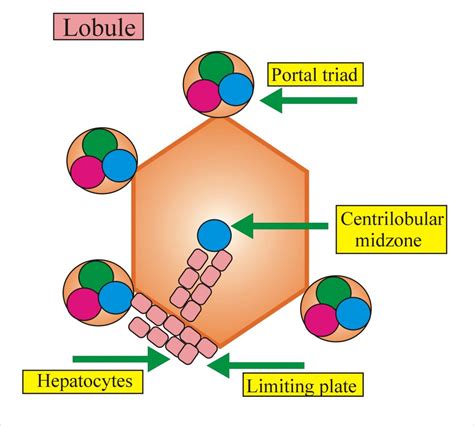 Liver Histology