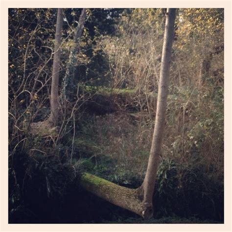 Best Geometric Tree Images On Pinterest