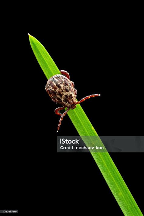 뇌염 바이러스 또는 라임 보렐리아시스 질병 또는 원숭이 발열 감염성 피부과 진드기 거미진드기 거미류 곤충 에 녹색 잔디 매크로 에 고립 된 검은 배경에 고립 진드기에 대한