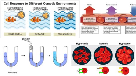 Binary Fission Definition Types Steps Examples Biology Notes Online