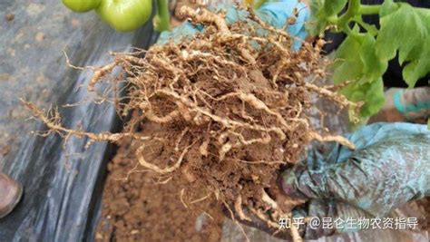 根结线虫怕什么土方法治疗根结线虫应该怎么做 知乎