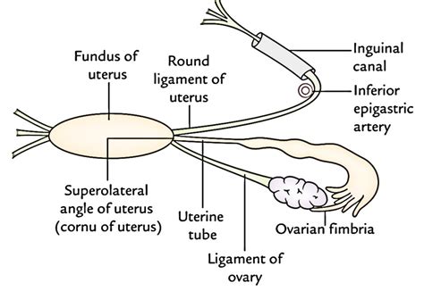 Uterus Round Ligament Attachment Is It Possible For The Ovary To