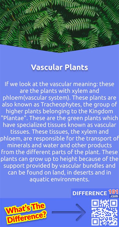 Vascular Vs Non Vascular Plants 5 Key Differences Pros And Cons