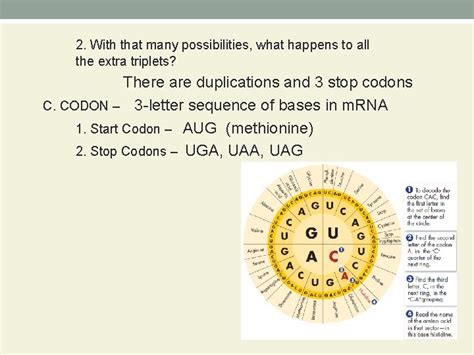 BIOLOGY CHAPTER 13 RNA And Protein Synthesis I